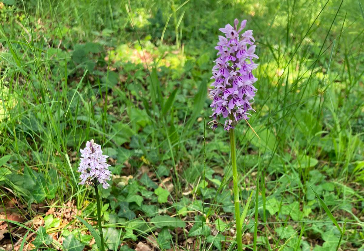 Wildlife Trust Biodiversity Benchmark awarded to Nurture client ...