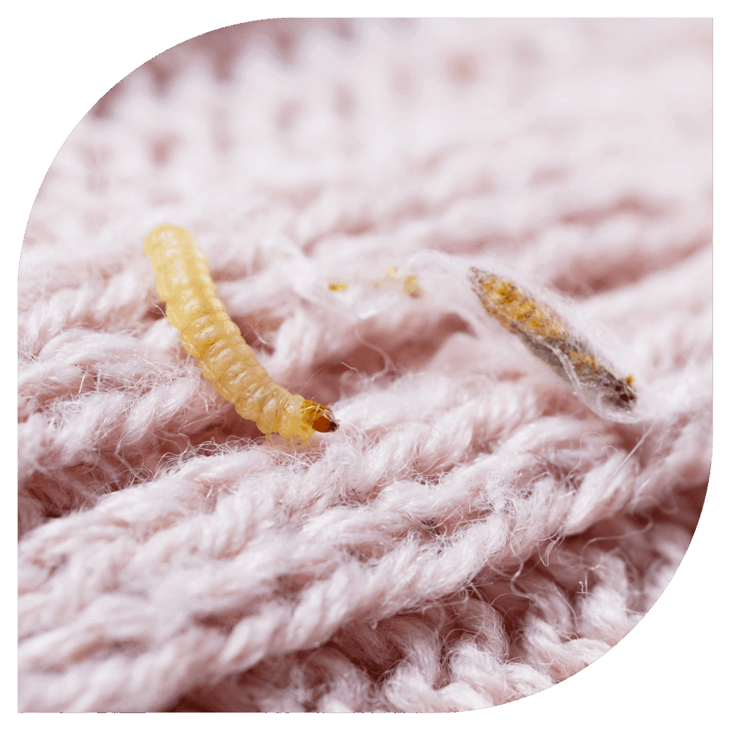 Textile Pest Control Services | Fabric Insect Extermination
