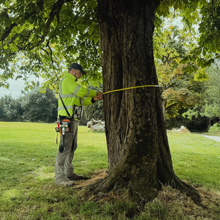 UK Tree Legislation & Compliance Guide | Gristwood & Toms
