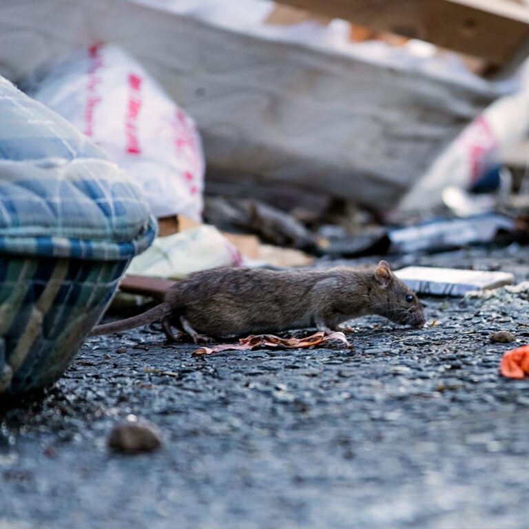 Rat Pest Control | Rat Infestation Removal | UK-Wide