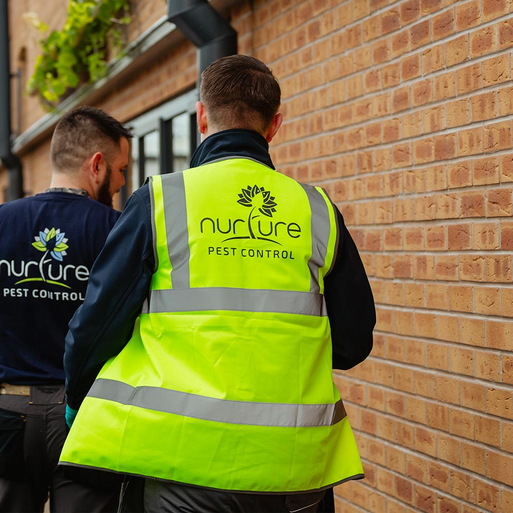 Mouse Pest Control Services | Mice Infestation Removal | Fast & Long ...
